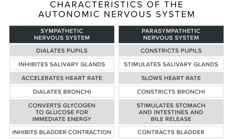 Sympathetic vs. Parasympathetic Nervous Systems | WHOOP