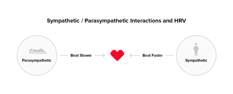 Heart Rate Variability (HRV): Everything You Need to Know