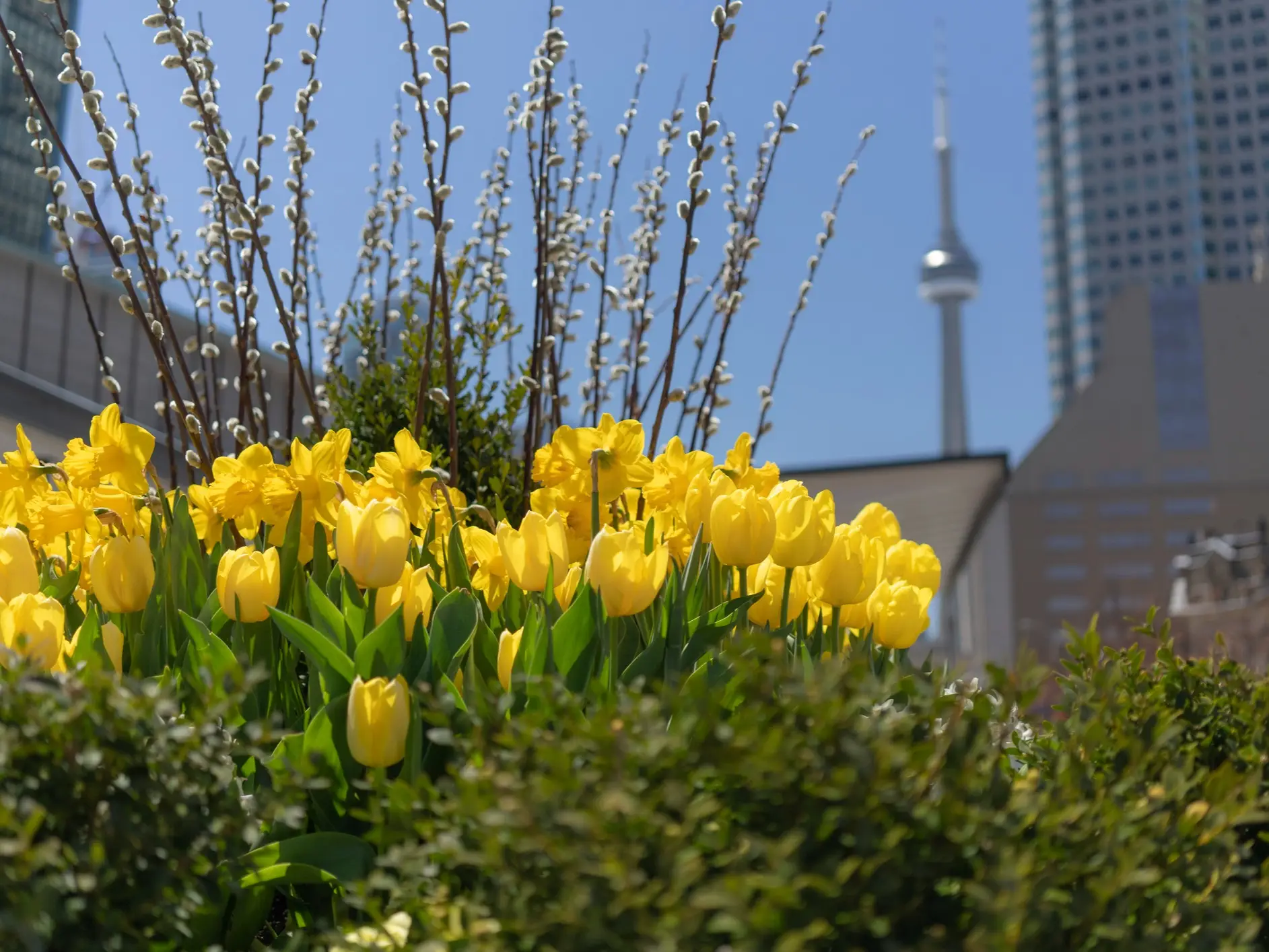 Beste Reisezeit für Toronto: Klima, Wetter & Tipps | Tourlane Beste Reisezeit für Toronto: Klima, Wetter & Tipps | Tourlane