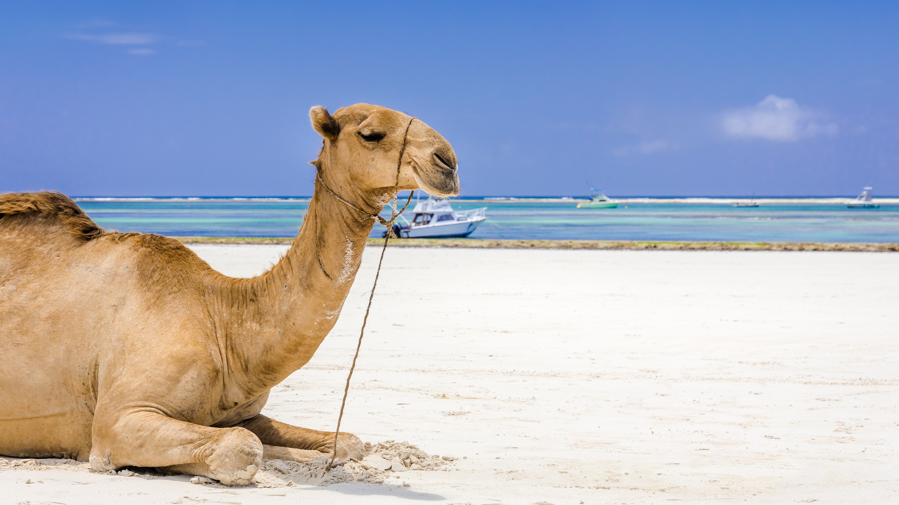 Quel est le prix d'un voyage au Kenya ? | Tourlane