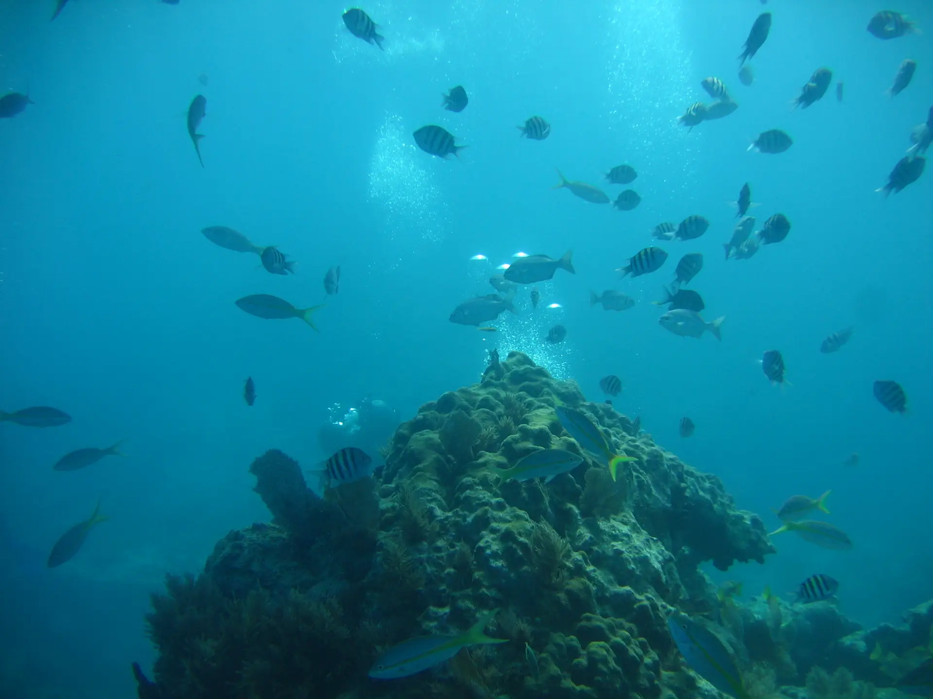 Plongée et snorkeling au Kenya : conseils de voyage | Tourlane