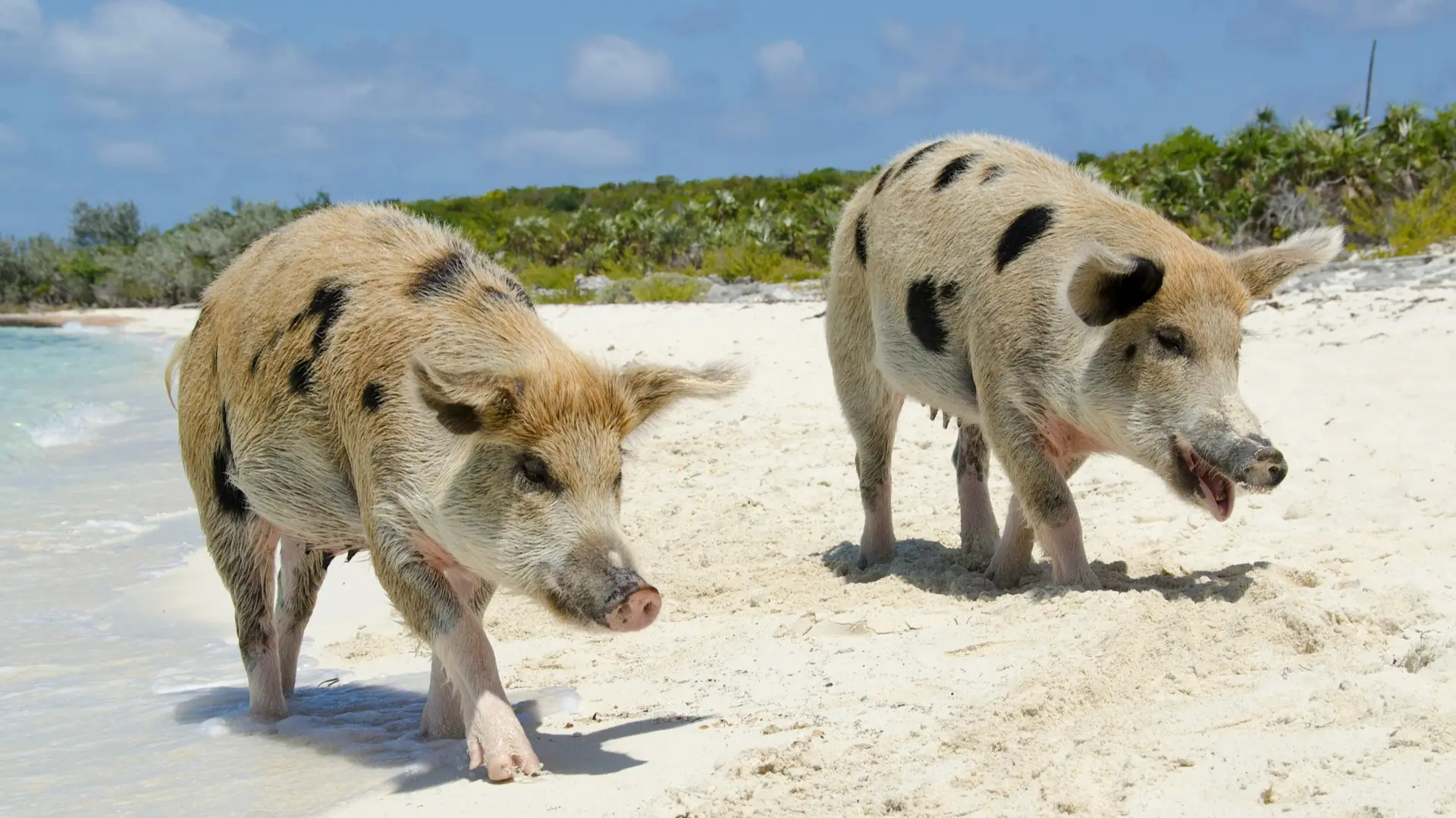 Les 10 plus belles plages des Bahamas en 2026 | Tourlane