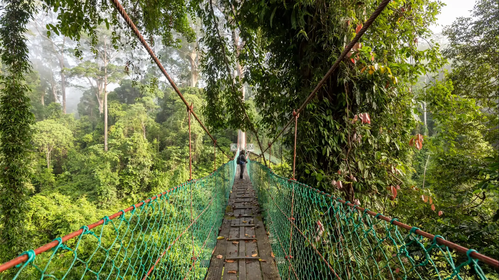 Que faire à Bornéo ? Top 10 des lieux à voir | Tourlane