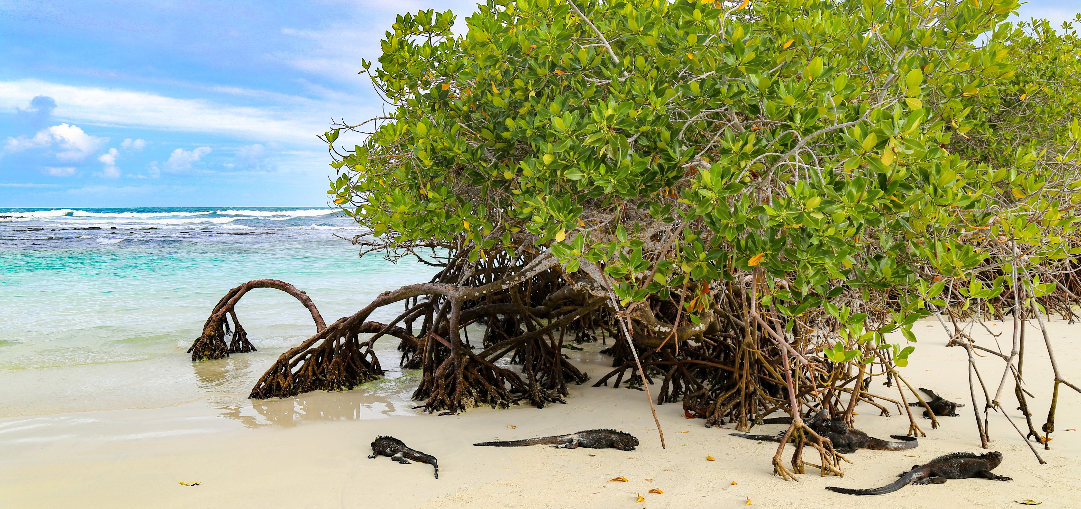 Wie viel kostet Urlaub auf die Galapagos-Inseln? Unsere Preisübersicht