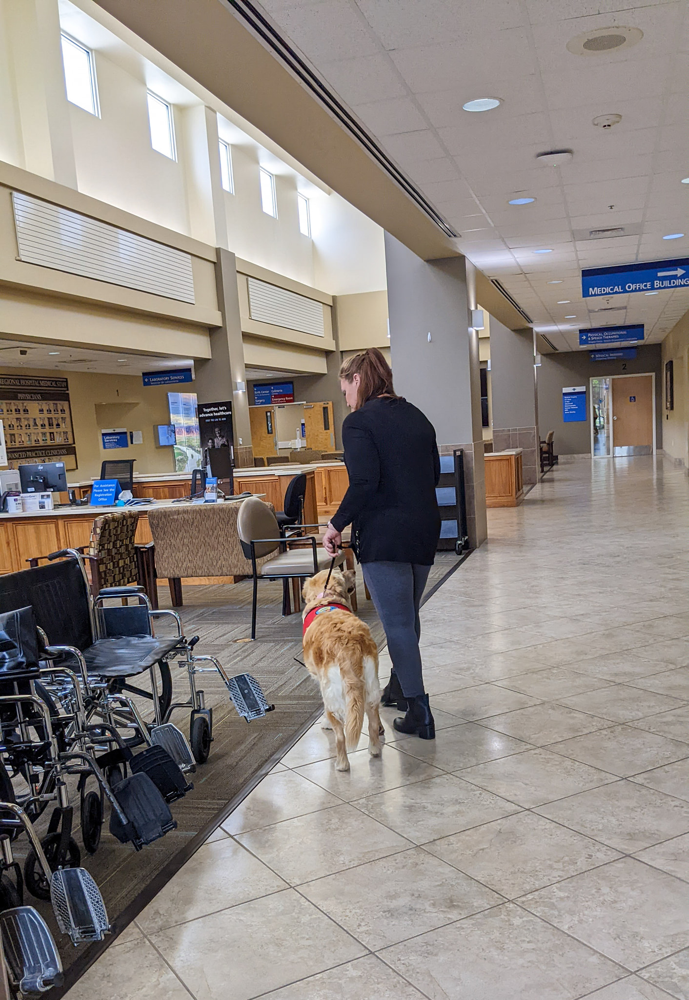 Mountain Sky Goldens | ourdogs