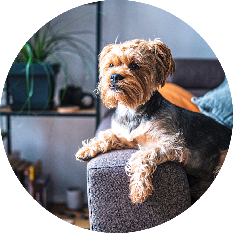 Spray & Slay | Flea Killer & Protection Spray for Homes | Itch