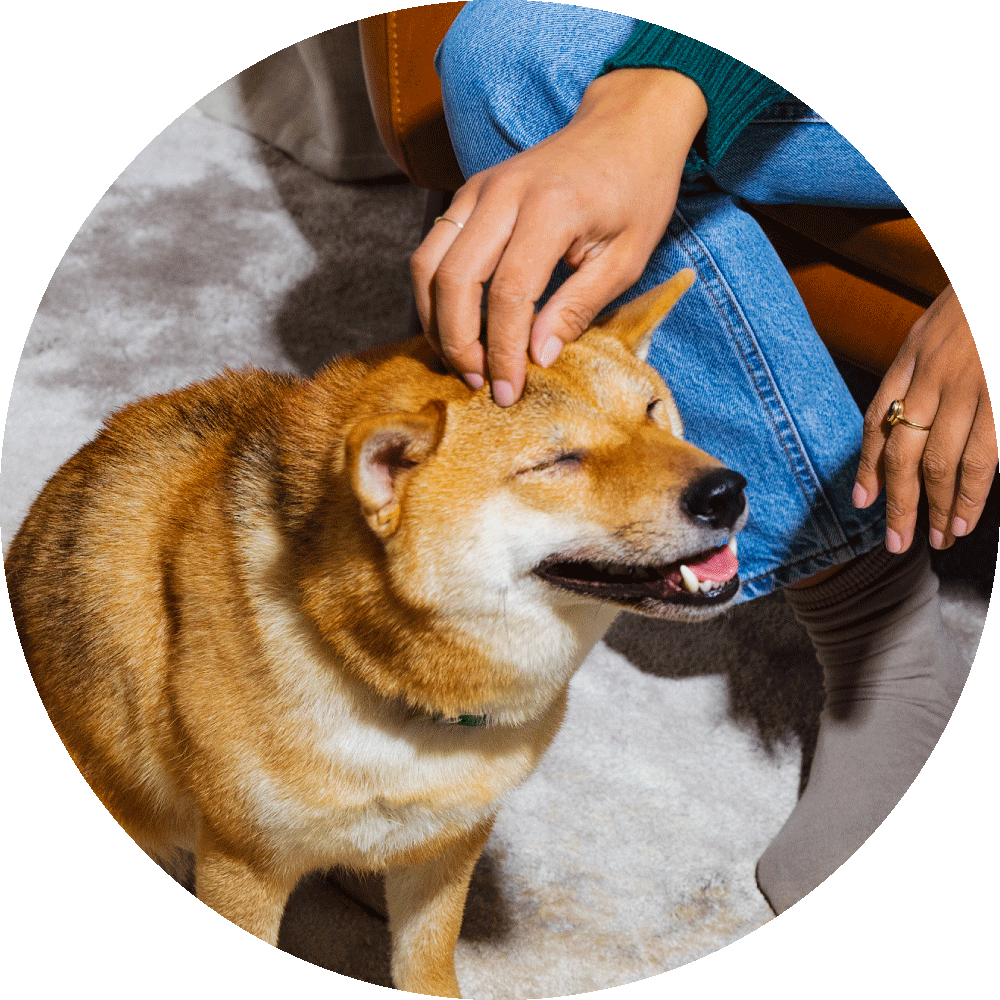 Worming Tablets | Worm Treatment for Dogs | Itch