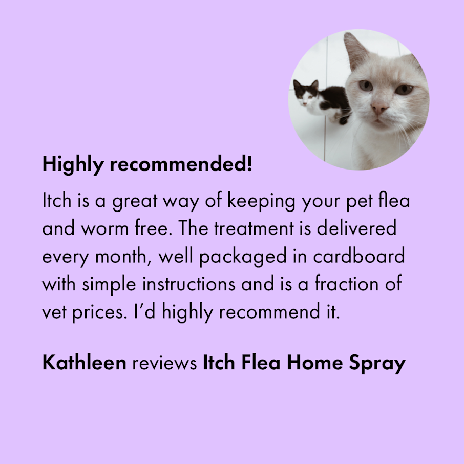 Flea Home Spray | Kills Fleas and Eggs in The House| Itch
