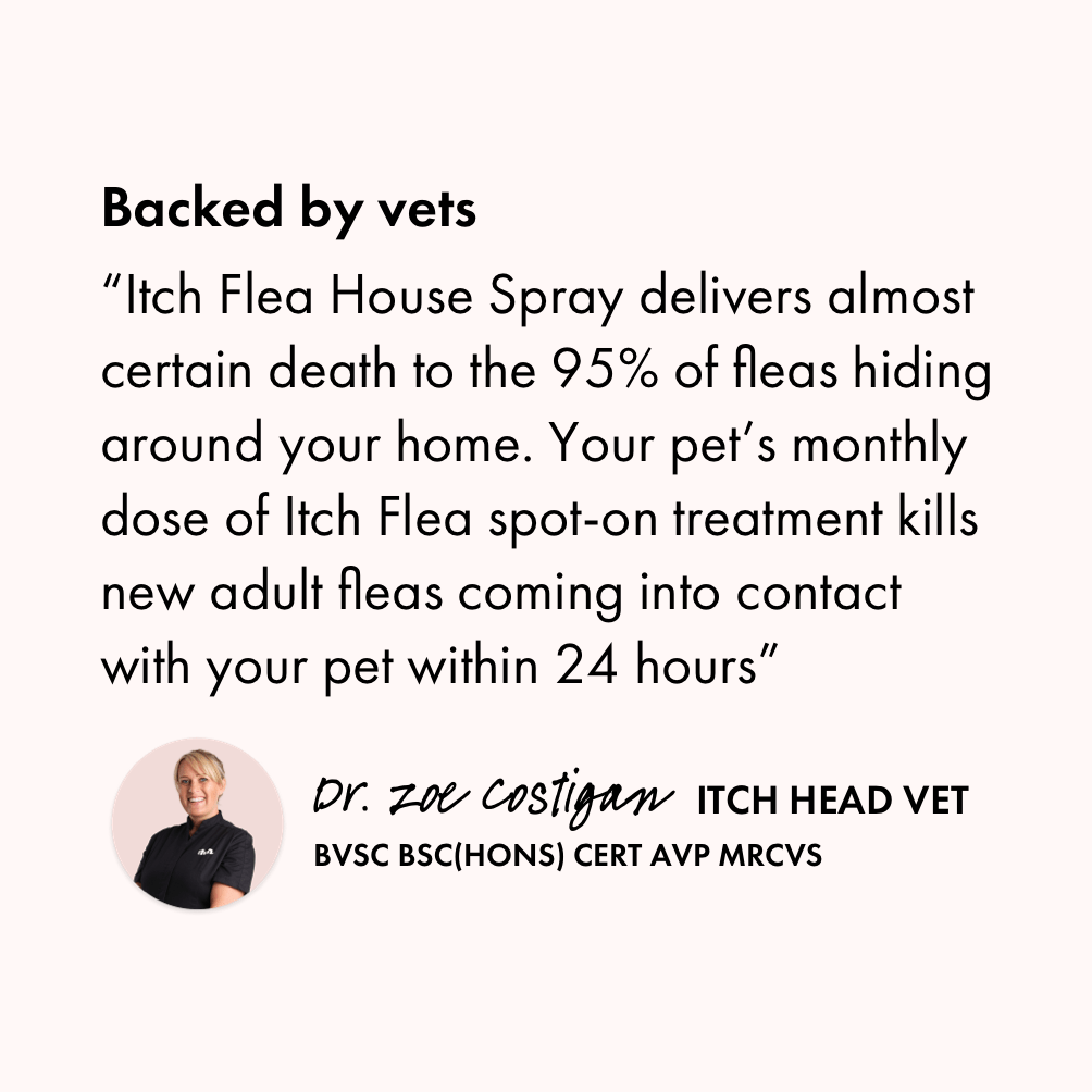 Flea Home Spray | Kills Fleas and Eggs in The House| Itch