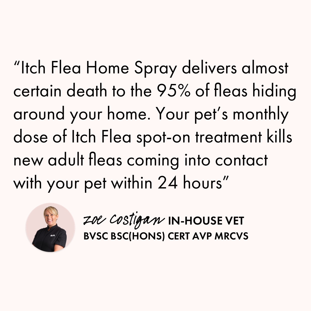 Flea Home Spray | Kills Fleas and Eggs in The House| Itch