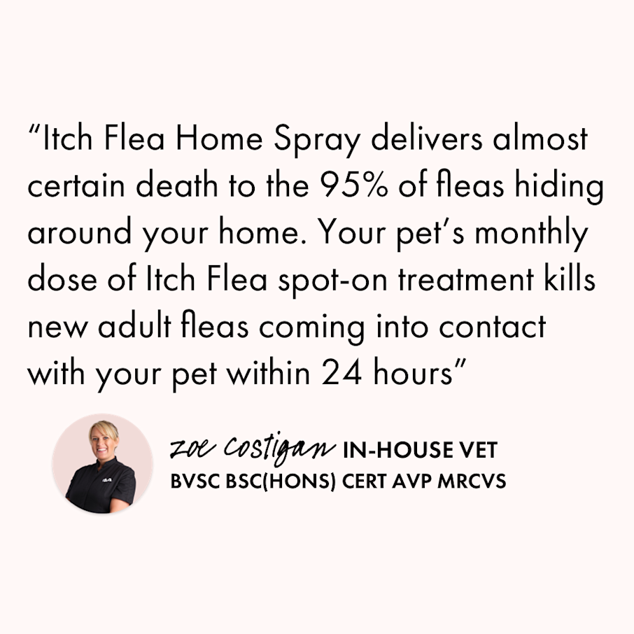 Flea Home Spray | Kills Fleas and Eggs in The House| Itch