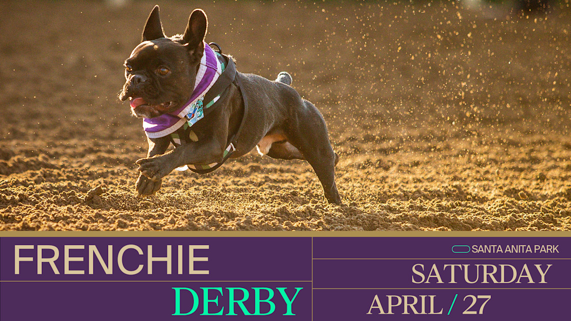 Frenchie Derby | Arcadia & Pasadena CA | Santa Anita Park