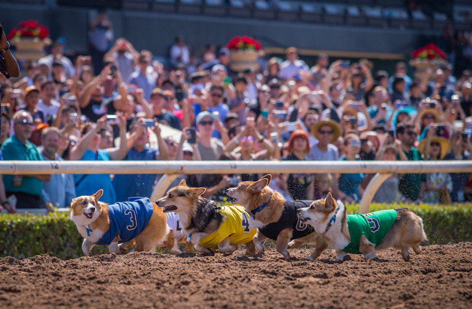 SoCal Corgi Nationals | Arcadia & Pasadena CA | Santa Anita Park