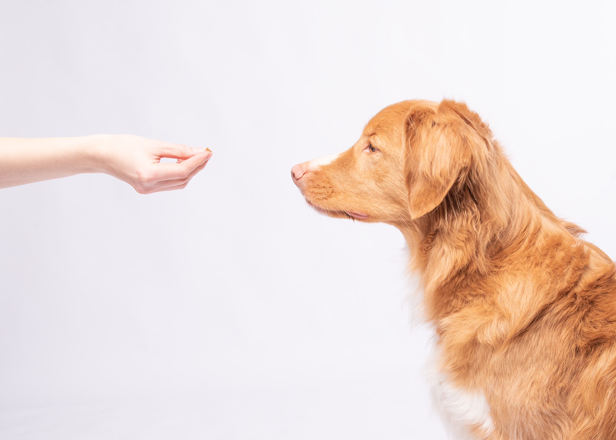 ARKI | Arkitottelevaisuus -verkkokurssi | Dogion koirankoulutuspalvelut - Dogio.fi
