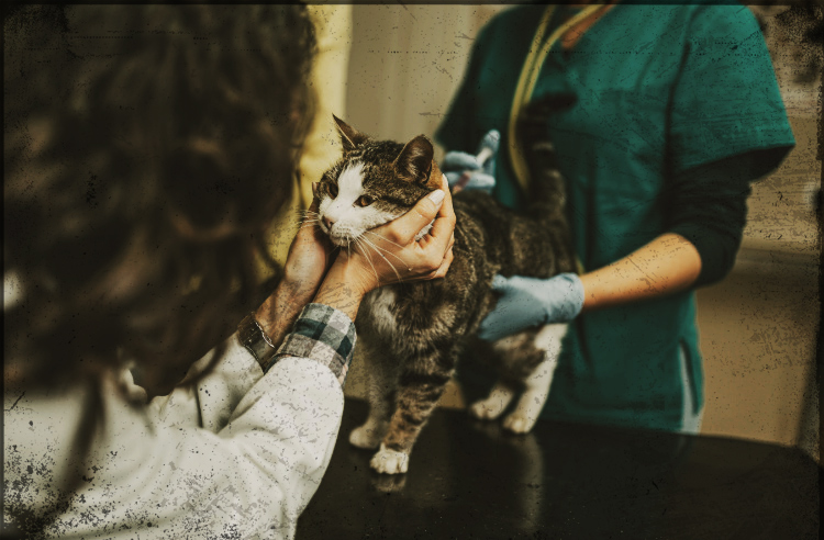 Our Animal Hospital Staff | Queen West Animal Hospital