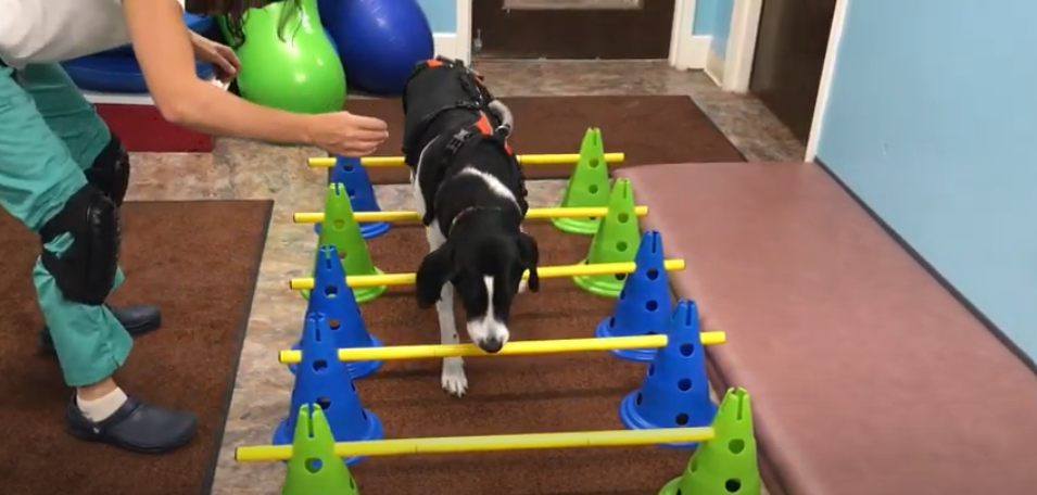 Therapeutic Exercise | Pittsburgh Premier Veterinary Care