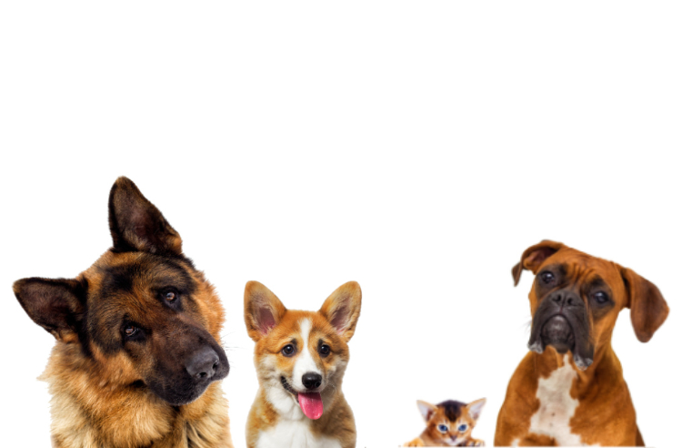 Gallery | Burnham Park Animal Hospital