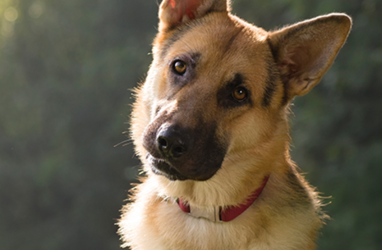 Surgery | Veterinary Emergency and Referral Center (VERC)