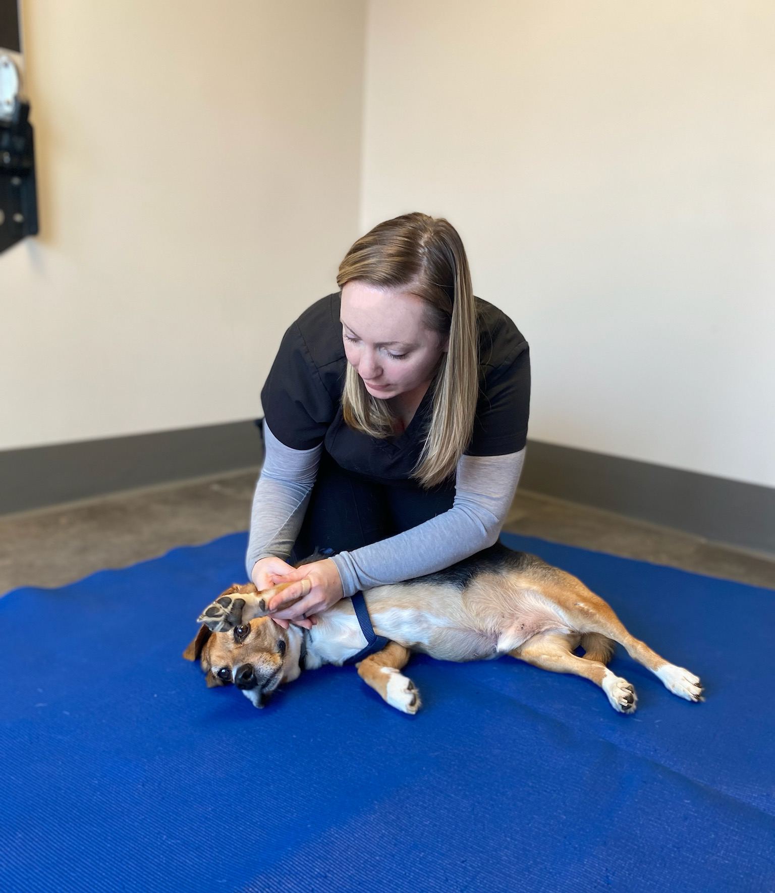 Veterinary Neurology in Bowie, MD | Dogs and Cats Emergency & Specialty