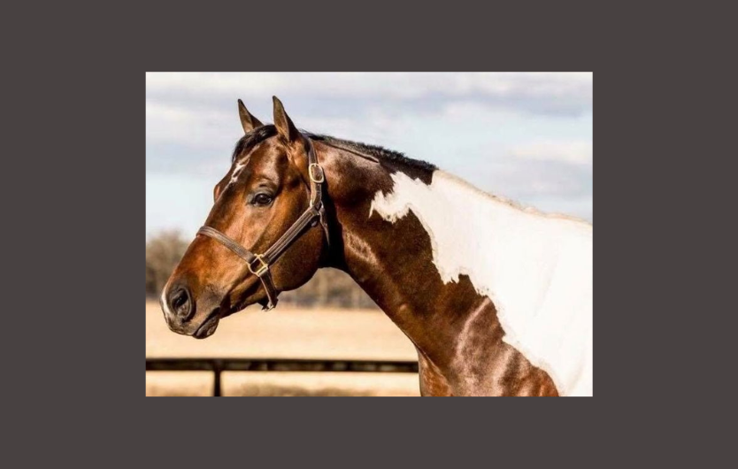 Abraham's Equine Clinic - Taken It To The Limit | Abraham's Equine Clinic