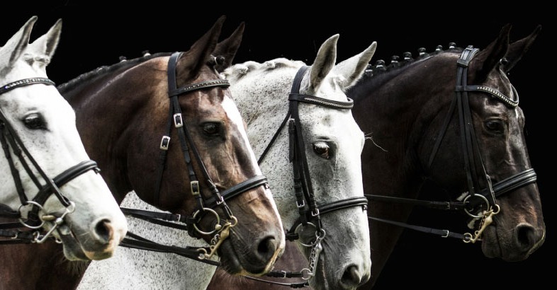 Accreditations | Russell Equine Veterinary Service