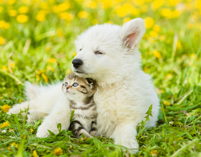 Boarding Your Pet | Parkersburg Veterinary Hospital