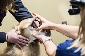 Ophthalmology | Animal Medical Center of Plainfield