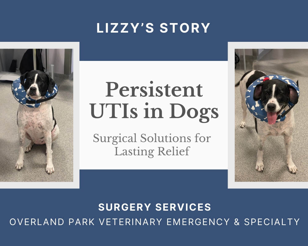 Persistent Urinary Tract Infection Dogs What You Need To Know About