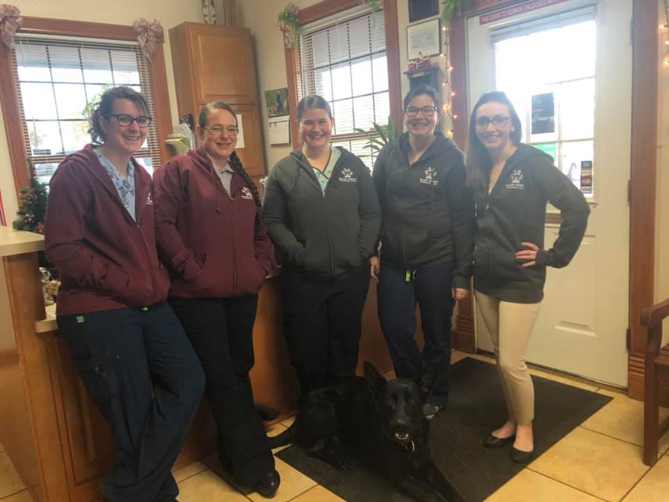 Premier Veterinary Care in Colorado Springs, CO | Black Forest ...