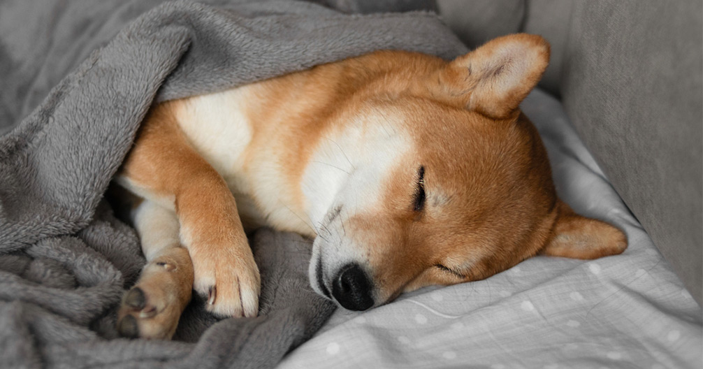 Doggie District Pet Resort and Training Center | Doggie District