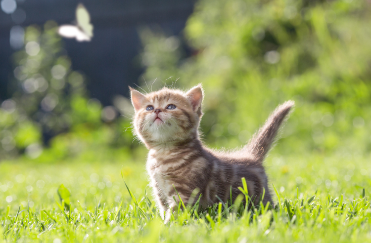 Online Pharmacy | Butterfield Animal Hospital