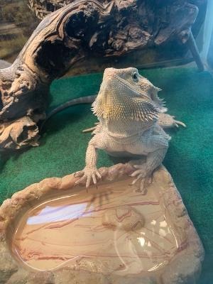 Our Veterinarians in Bradenton and Cortez, FL | Bayshore Veterinary Group