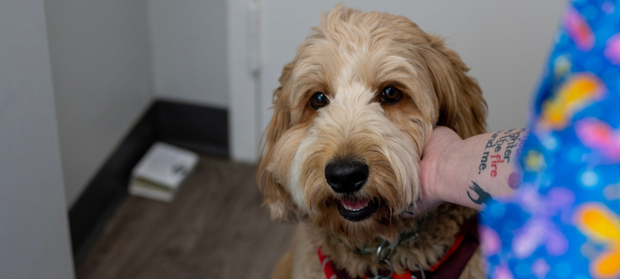 Is There A Morning After Pill For Dogs