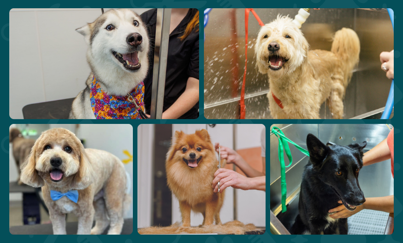 Dog Boarding & Daycare in Glastonbury | Candlewick Kennels