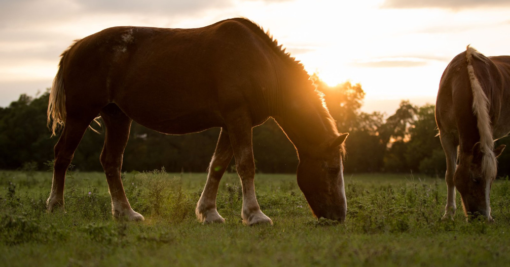 Frequently Asked Questions | Wisconsin Equine Clinic & Hospital (WECH)