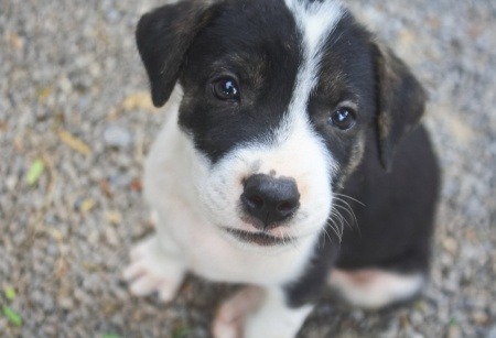 Our Animal Hospital Staff | Taylor Animal Hospital