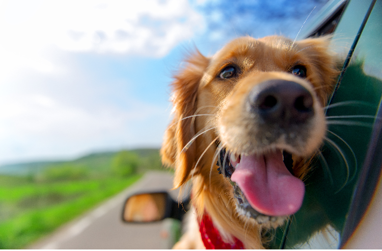 Veterinarian in Annapolis and Cockeysville, MD. | Atlantic Veterinary ...