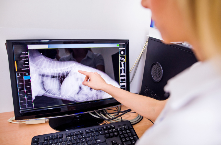 Advanced Veterinary Imaging in South Deerfield, MA | Veterinary ...
