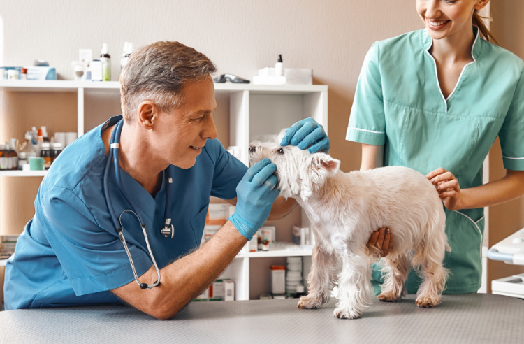 Our Veterinary Services | 303 Animal Clinic