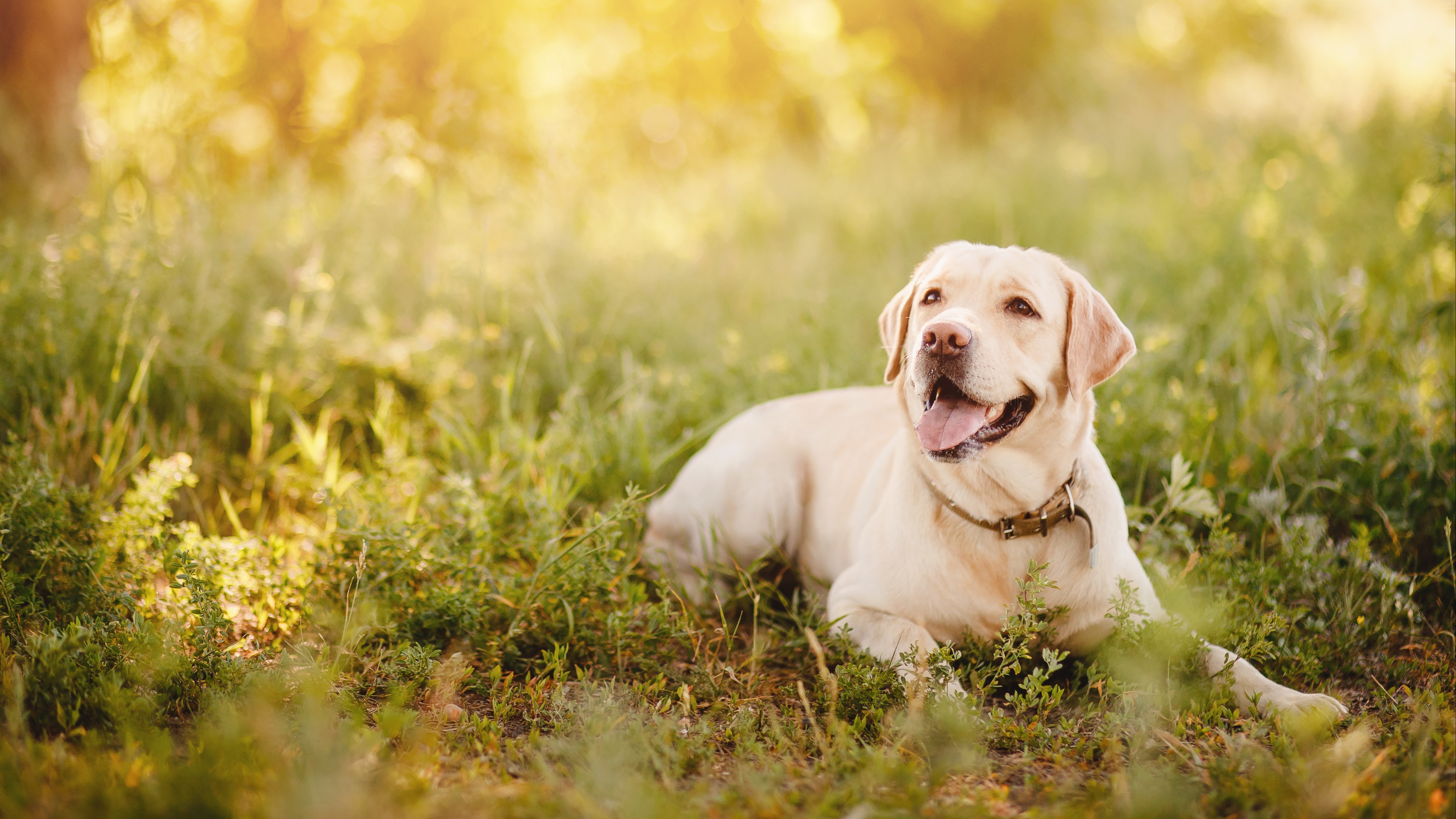 Homepage | Shore Veterinarians – Egg Harbor