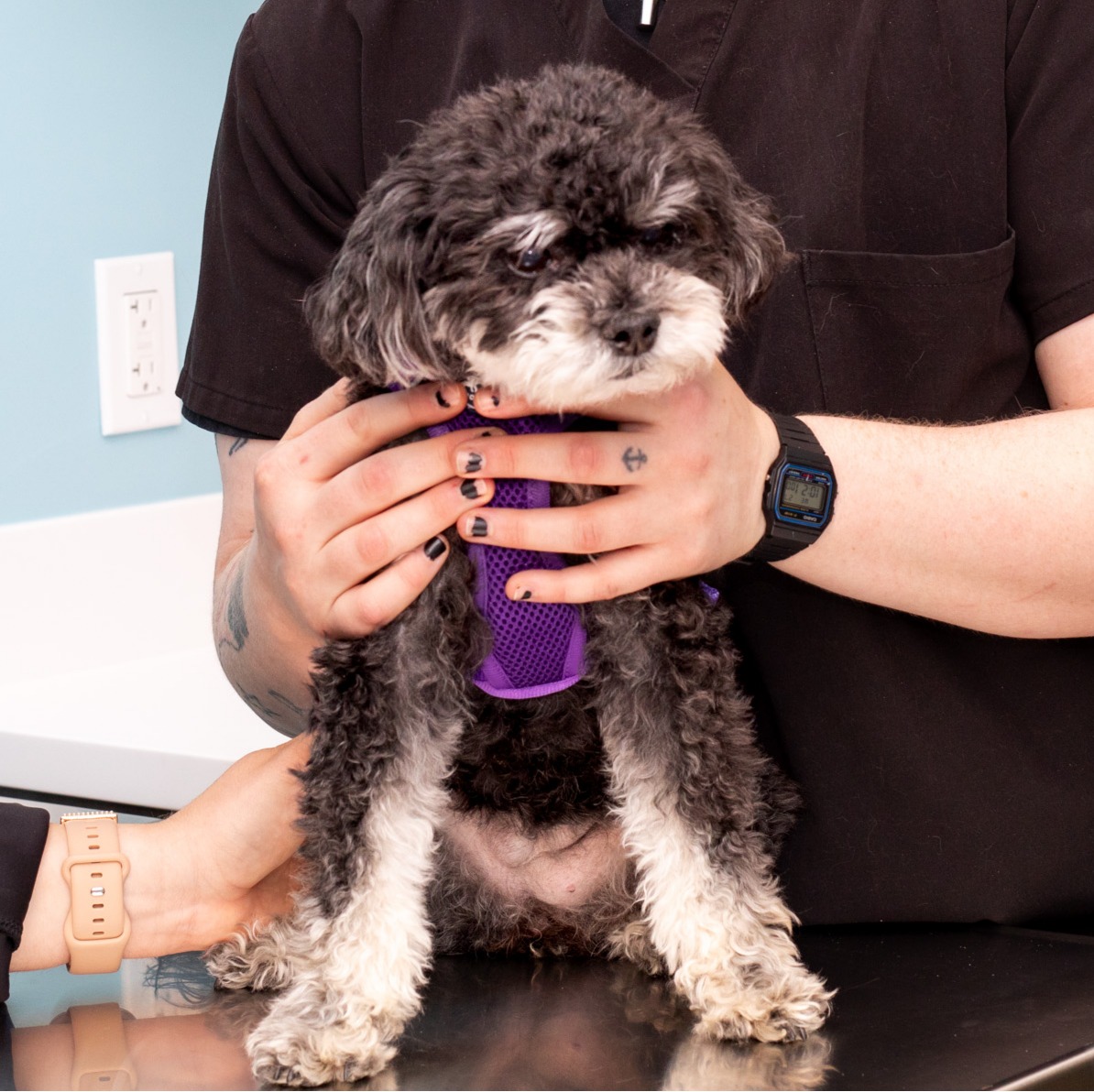 Our Expert Veterinarians | Premier Veterinary Medical Group