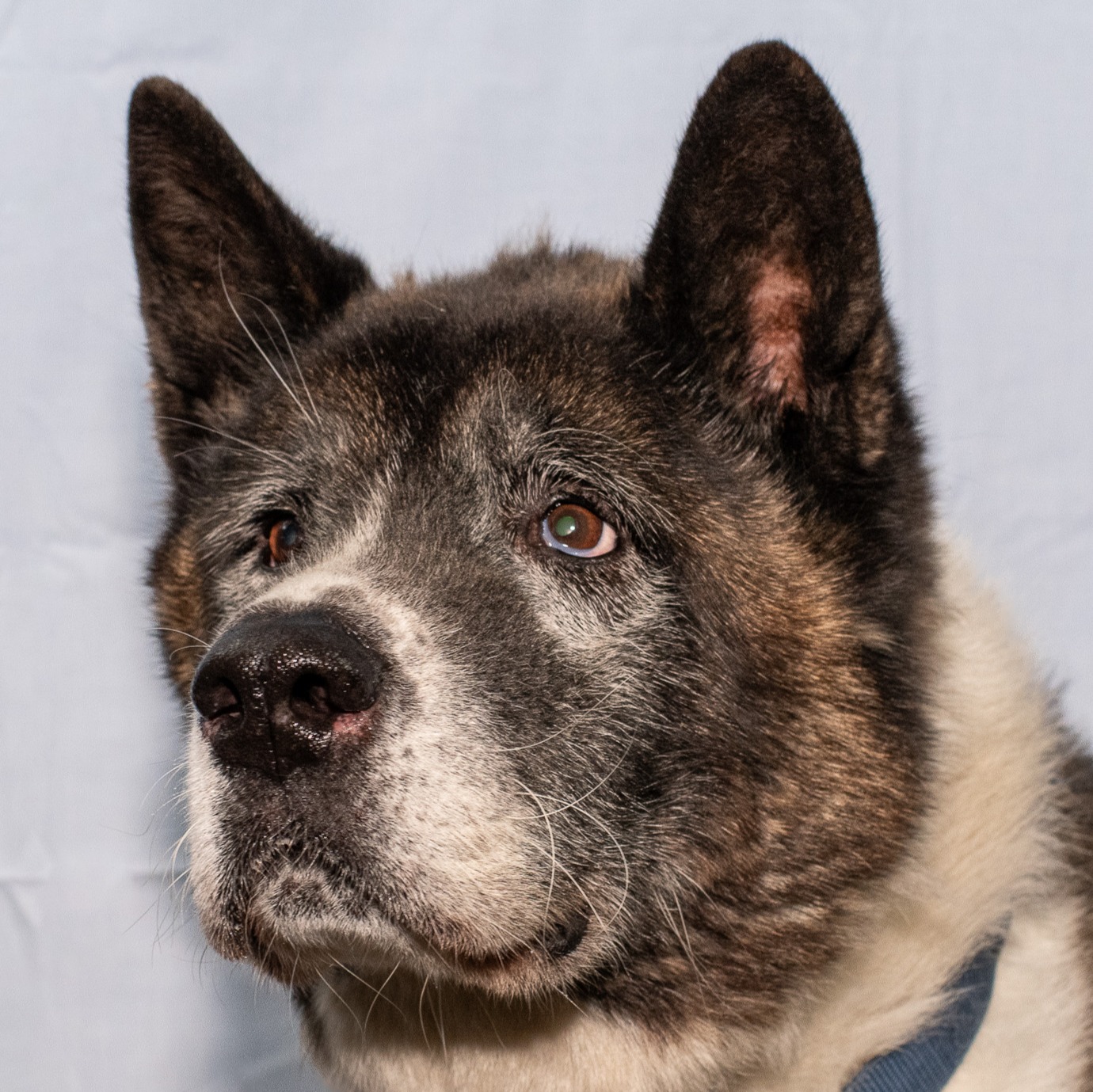 Our Expert Veterinarians | Premier Veterinary Medical Group