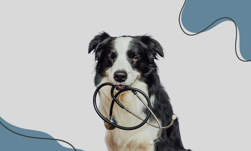 Animal Hospital in Herndon, VA | Clocktower Animal Hospital