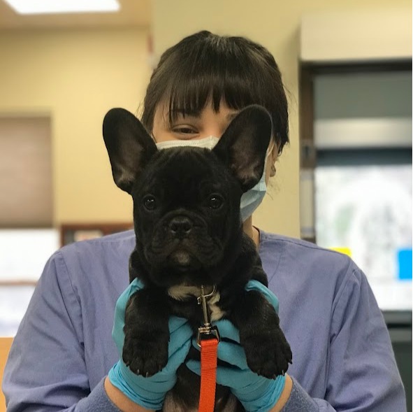 Experienced Veterinarians in Northampton, MA | Northampton Veterinary ...