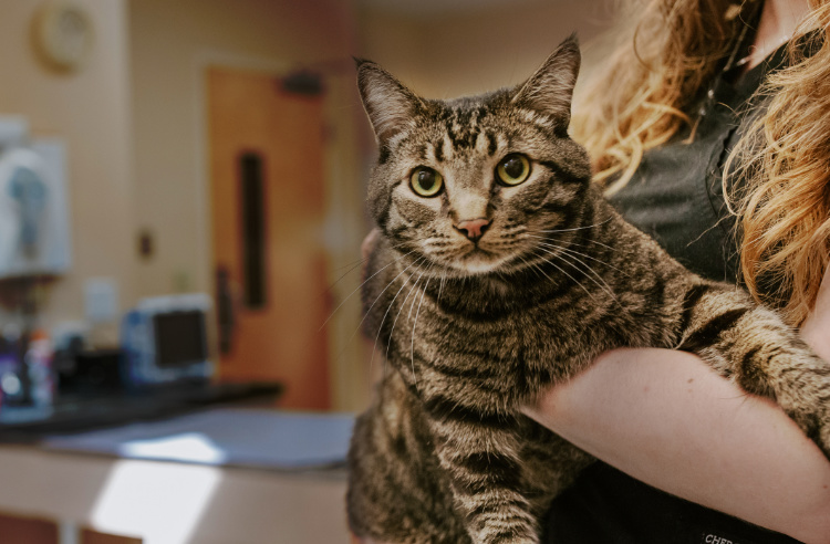 Experienced Veterinarians in Holbrook, NY | Sachem Animal Hospital