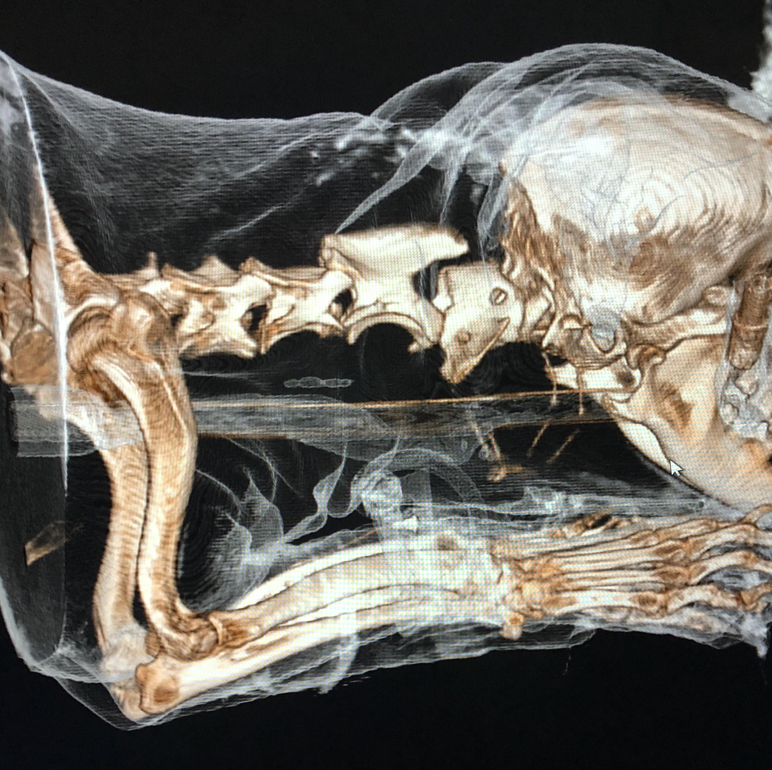 CT Scanning | Eagle Animal Hospital