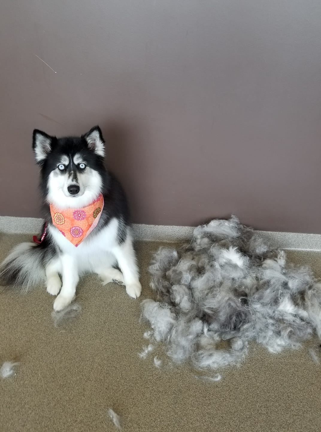 SAHO Pet Spa | SAHO Animal Hospital