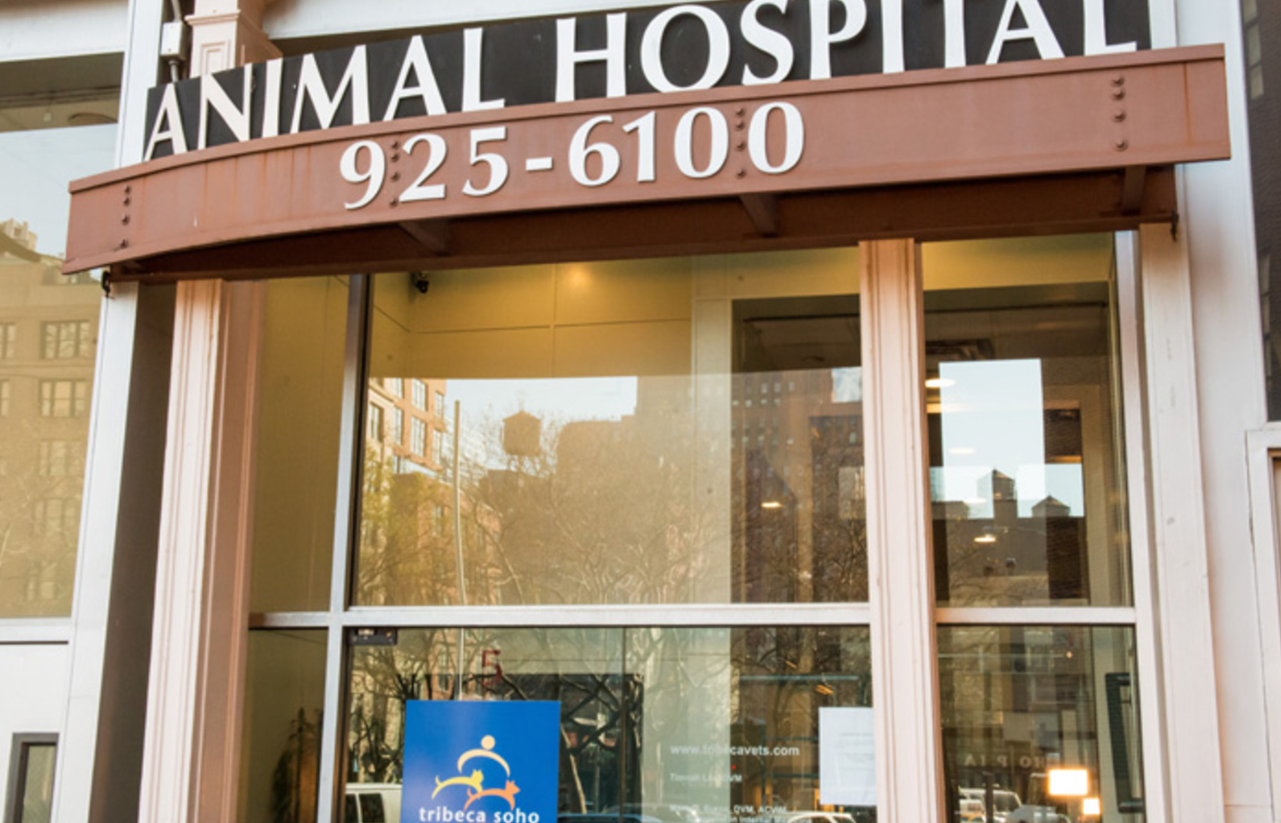 Gallery | Tribeca Soho Animal Hospital