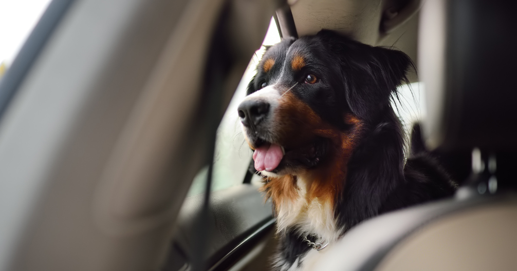 Veterinary Care in DeRidder, LA | Hayes Veterinary Hospital & Entrance Road Veterinary Clinic