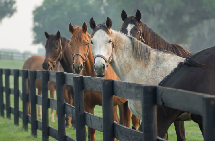 Payment Options | Evergreen Equine Veterinary Practice